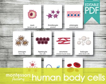 HUMAN BODY CELLS • Montessori Cards • Flash Cards • Three Part Cards ...