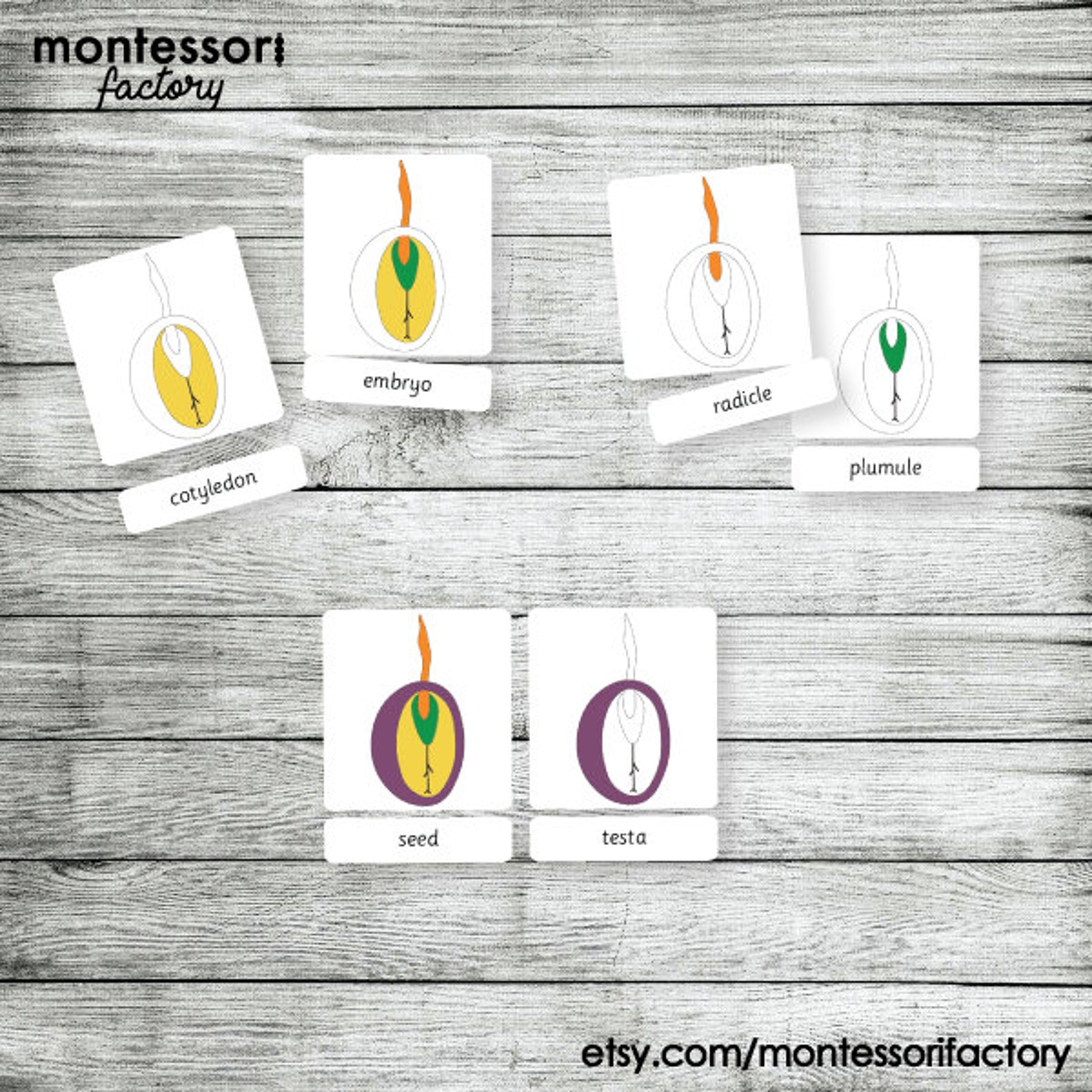 PARTS of a SEED Montessori Cards Flash Cards Three Part - Etsy