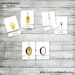 PARTS of a SEED • Montessori Cards • Flash Cards • Three Part Cards ...