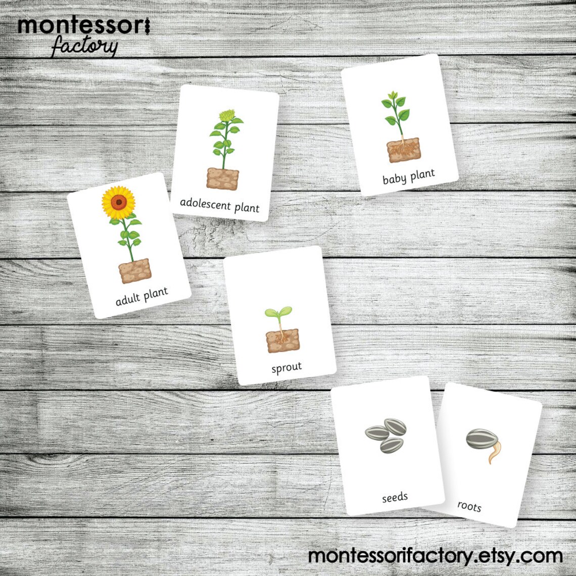 SUNFLOWER LIFE CYCLE Montessori Cards Flash Cards - Etsy