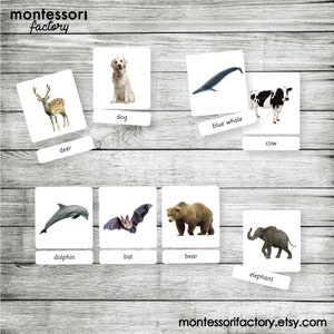 MAMMALS ANIMALS Montessori Cards, Flash Cards, Three Part Cards ...