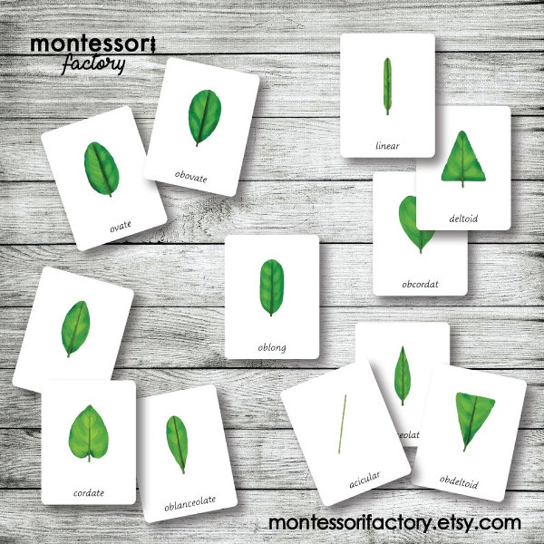 LEAF SHAPES Montessori Cards Flash Cards Three Part - Etsy