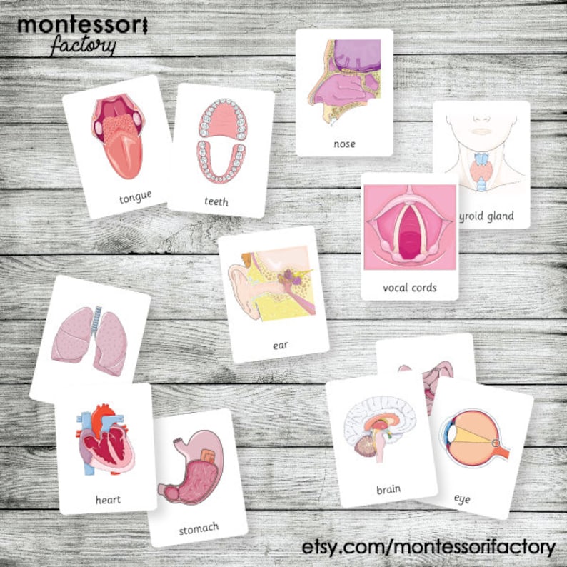 HUMAN ORGANS Montessori Cards Flash Cards Three Part - Etsy