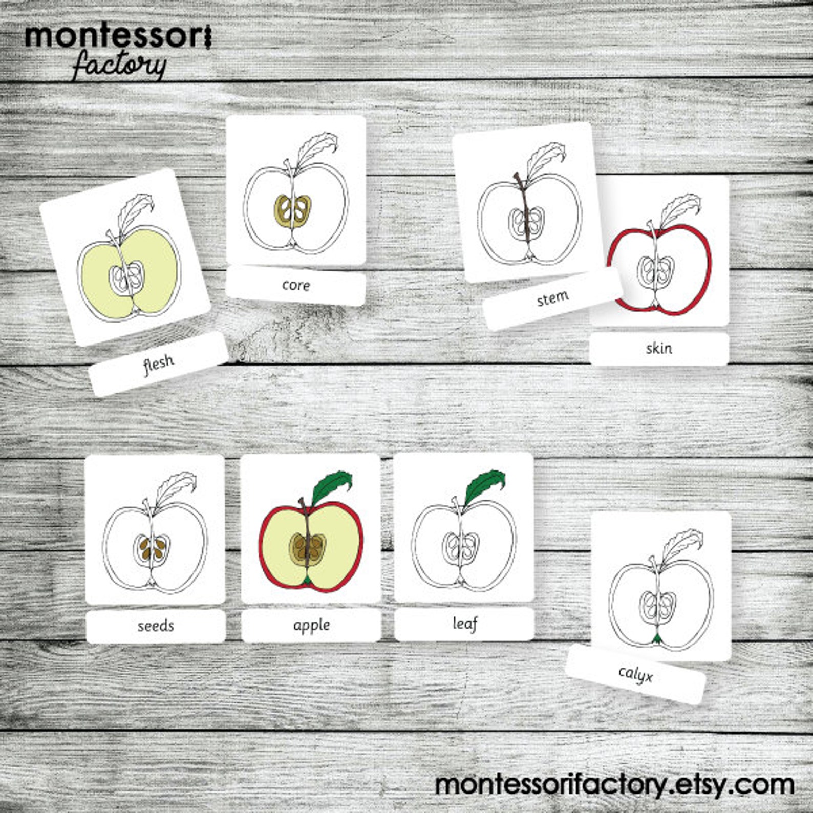 Parts of an Apple Montessori Nomenclature Cards (editable PDF) - Etsy