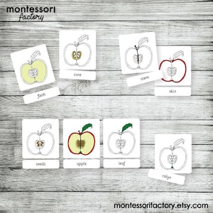 Parts of an APPLE Montessori Cards, Flash Cards, Three Part Cards ...