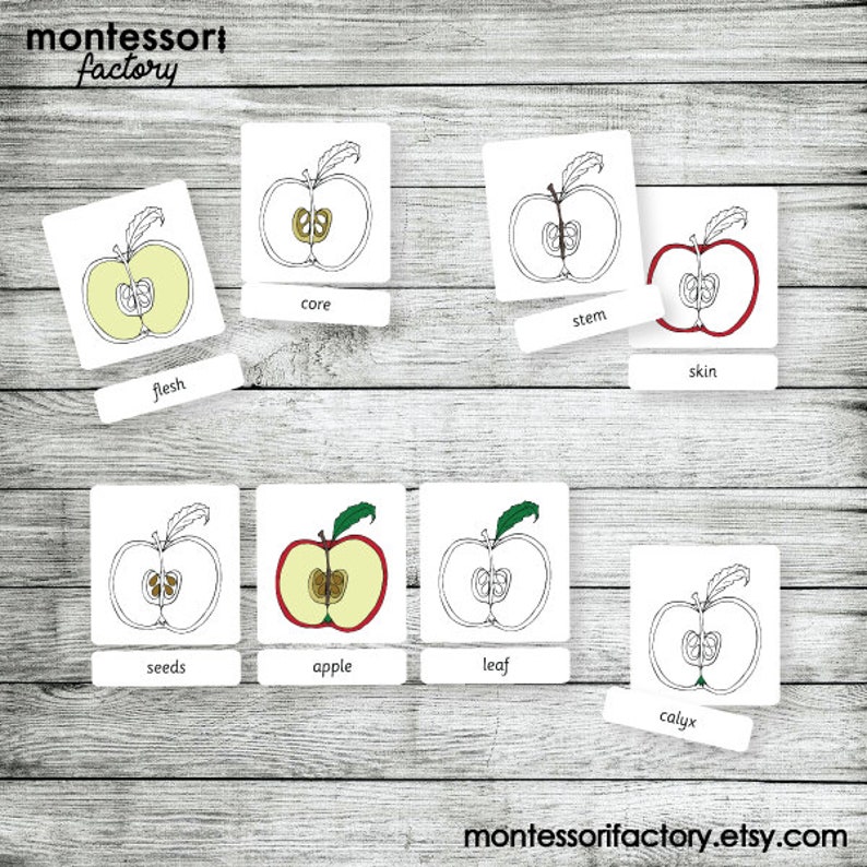 Parts of an APPLE Montessori Cards Flash Cards Three Part - Etsy