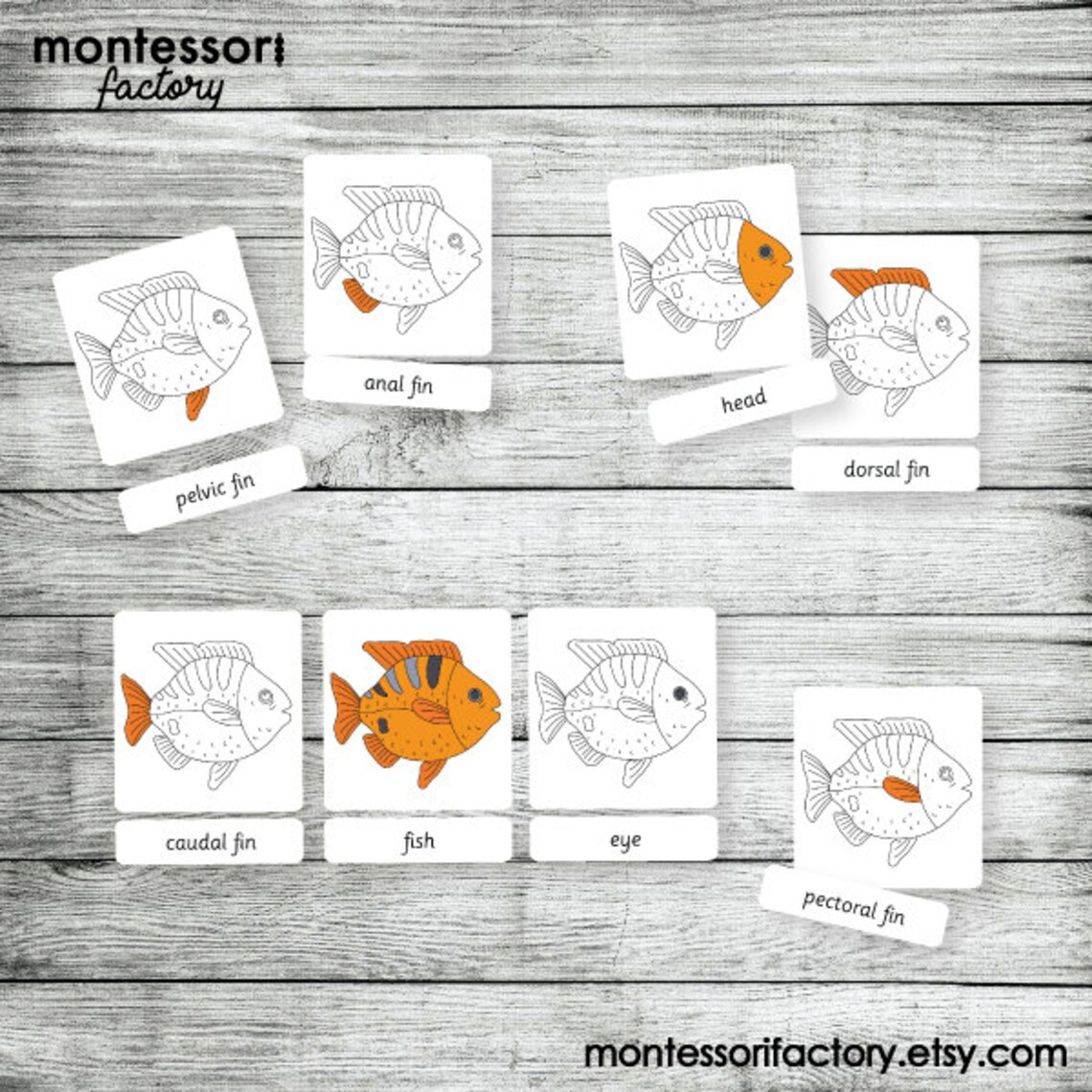 PARTS of a FISH Montessori Nomenclature Cards Flash Cards - Etsy Canada