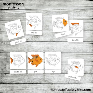 PARTS of a FISH • Montessori Nomenclature Cards - Flash Cards ...