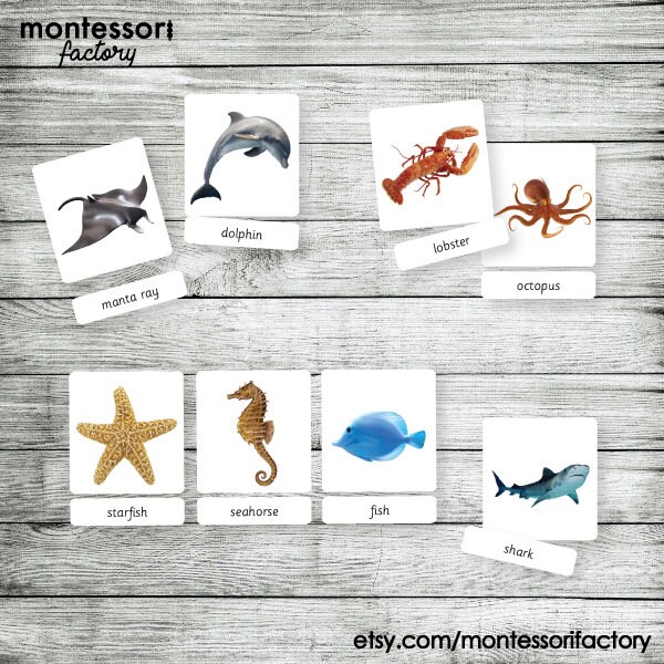 SEA OCEAN Montessori Cards Flash Cards Three Part Cards - Etsy