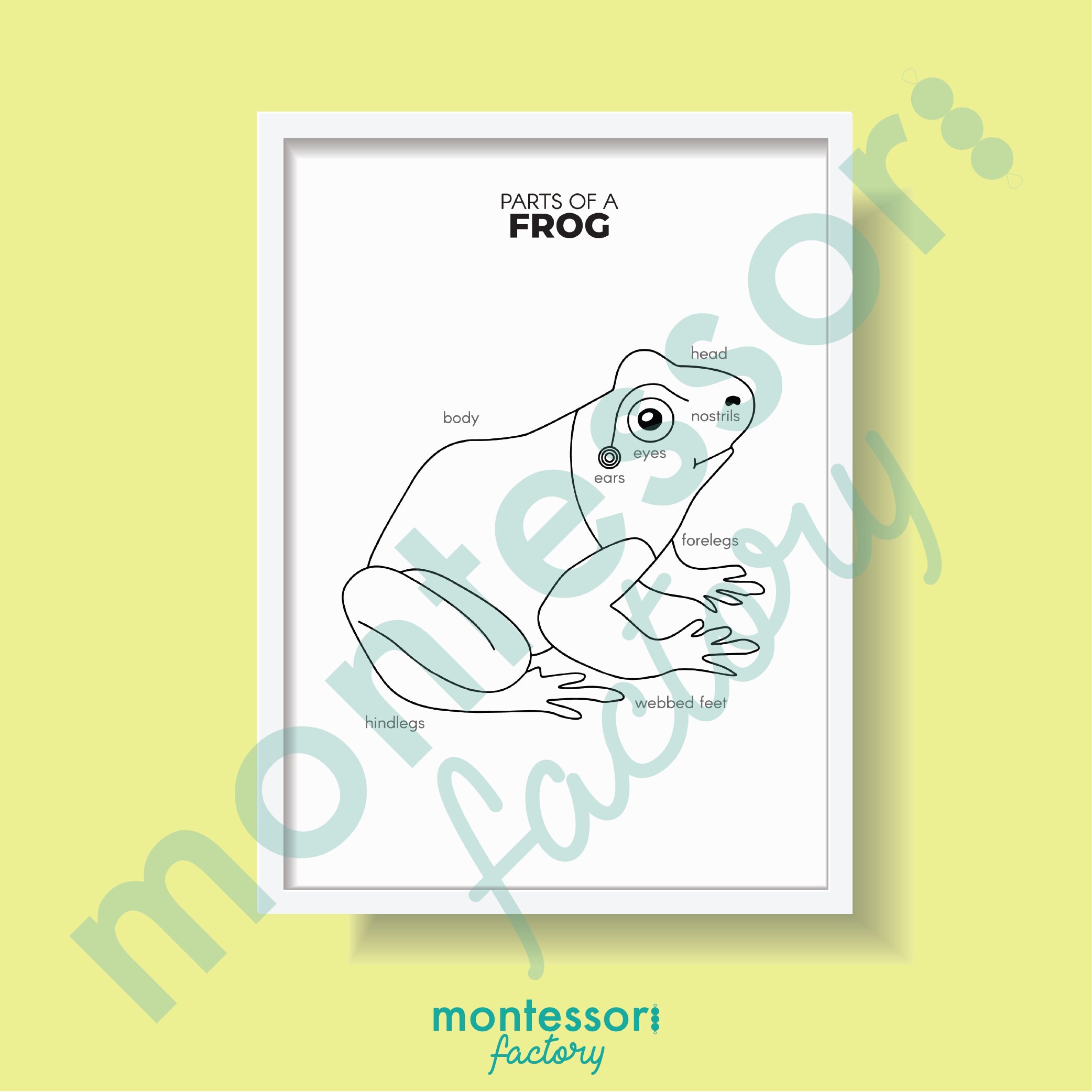 Frog Anatomy Poster | Montessori Kids Science Art (digital Download) - Etsy
