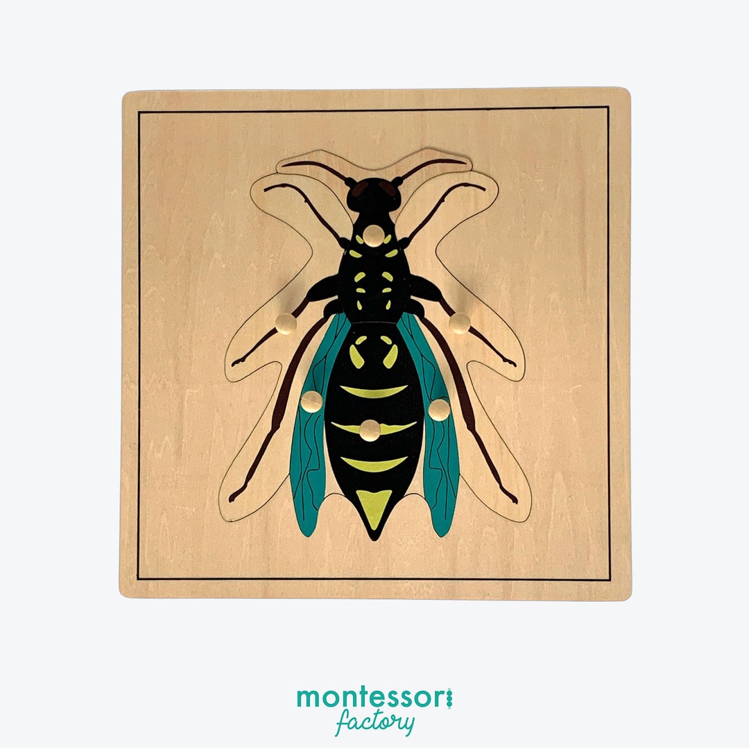 PARTS of a WASP • Montessori Wood Puzzle • Biology • Insects Cabinet ...