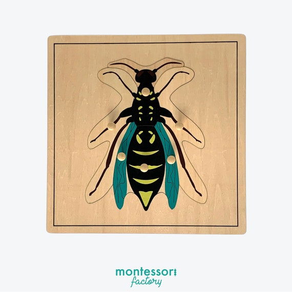 PARTS of a WASP Montessori Wood Puzzle Biology Insects | Etsy