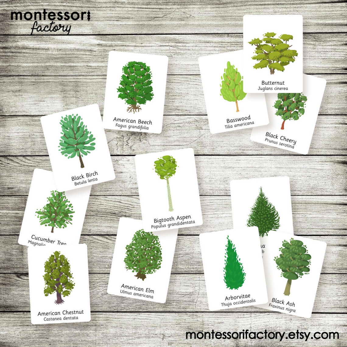 TREES Montessori Cards Flash Cards Three Part Cards - Etsy