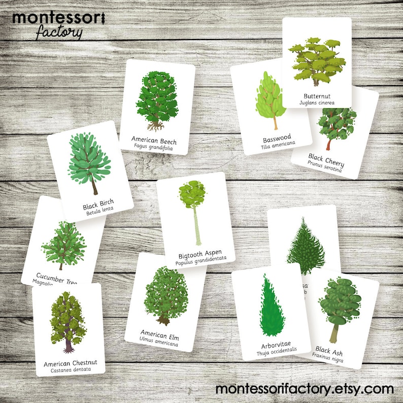 TREES Montessori Cards Flash Cards Three Part Cards | Etsy