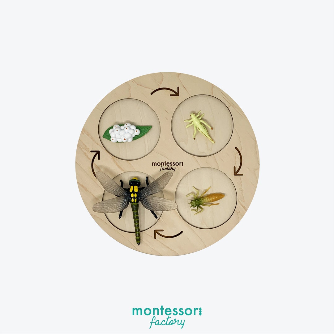 Life Cycle of a DRAGONFLY • Montessori Material • Educational Toy ...