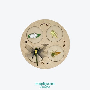 Life Cycle of a CENTIPEDE • Montessori Material • Educational Toy ...
