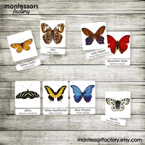 AMAZING BUTTERFLIES Montessori Cards, Flash Cards, Three Part Cards ...