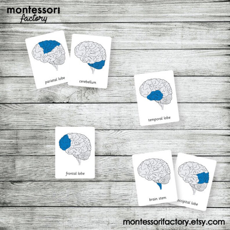 HUMAN BRAIN Parts Montessori Cards Flash Cards Three - Etsy