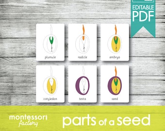 PARTS of a PENGUIN Montessori Cards Flash Cards Three Part Cards ...