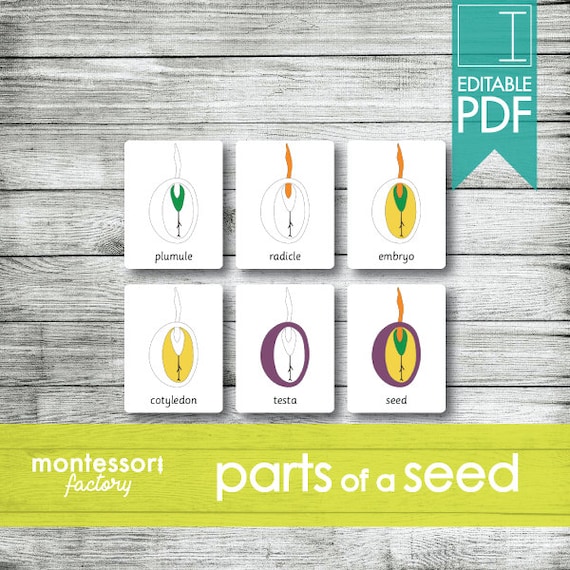 PARTS of a SEED Montessori Cards Flash Cards Three Part | Etsy Canada