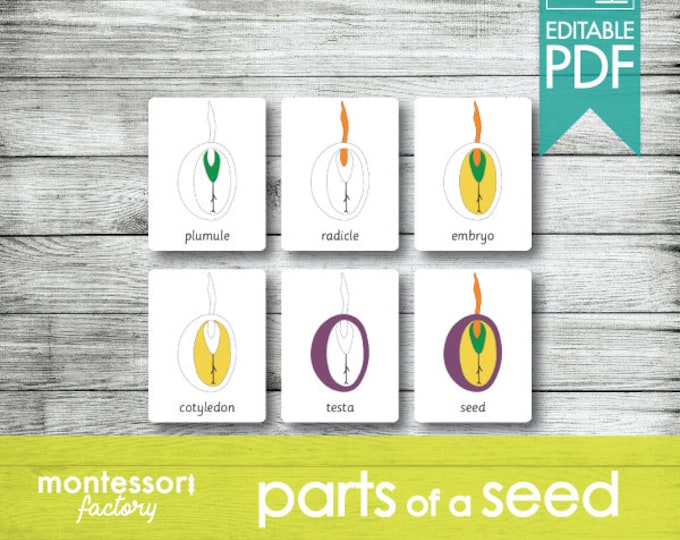 PARTS of a SEED • Montessori Cards • Flash Cards • Three Part Cards ...