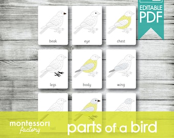 Parts of the Bird Nomenclature Cards - Etsy
