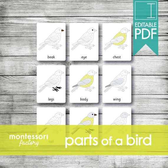 Bird Body Parts Name