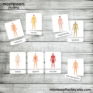 HUMAN BODY Systems ⦿ Montessori Cards • Flash Cards • Three Part Cards ...