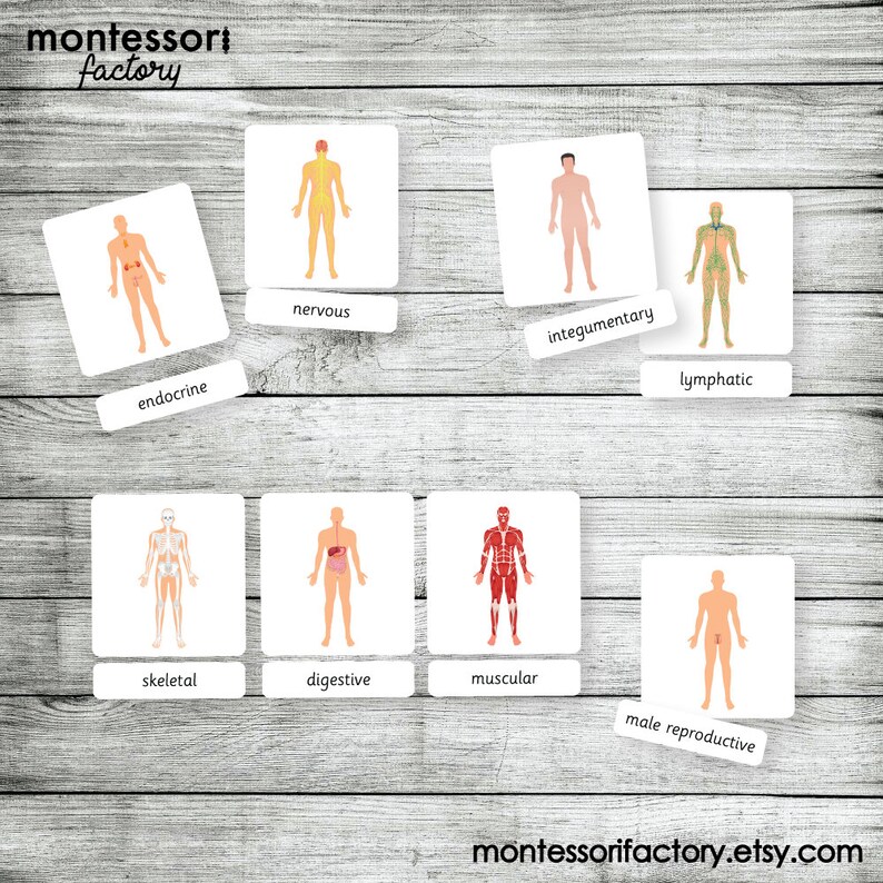 HUMAN BODY Systems Montessori Cards Flash Cards Three - Etsy Canada