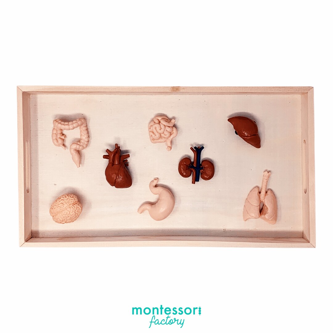 HUMAN BODY ORGANS Figurines Set • Montessori • Biology • Zoology - Etsy