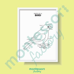 PARTS of a BIRD Science Kids Room Wall Art Decor Montessori ...
