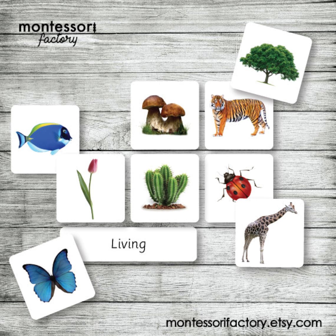LIVING or NONLIVING real Pictures Montessori Cards Flash | Etsy