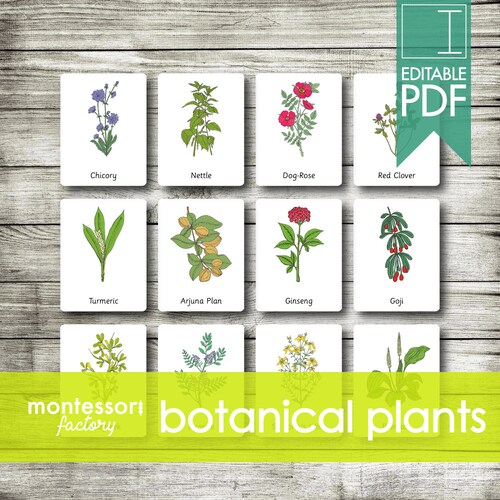 BOTANICAL PLANTS Montessori Cards Flash Cards Three Part - Etsy