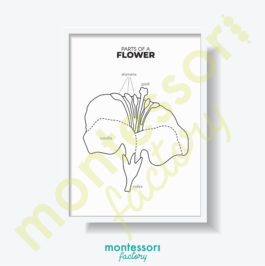 PARTS of a FLOWER Science Kids Room Wall Art Decor Montessori ...