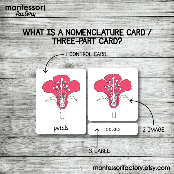 Parts of a Flower Montessori Nomenclature Cards (editable PDF) - Etsy
