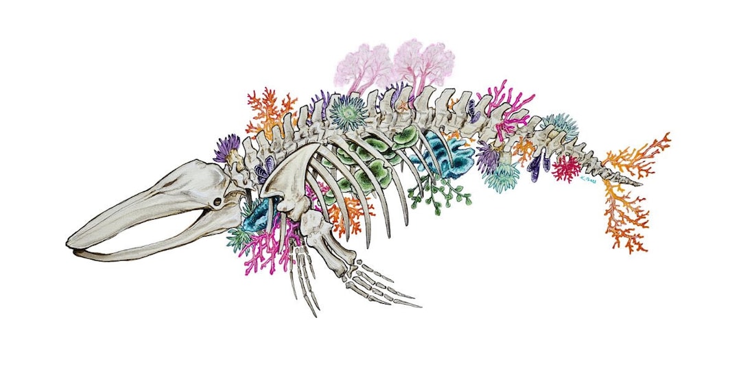 Blue Whale and Coral Skeleton 13x19 Fine Art Print - Etsy