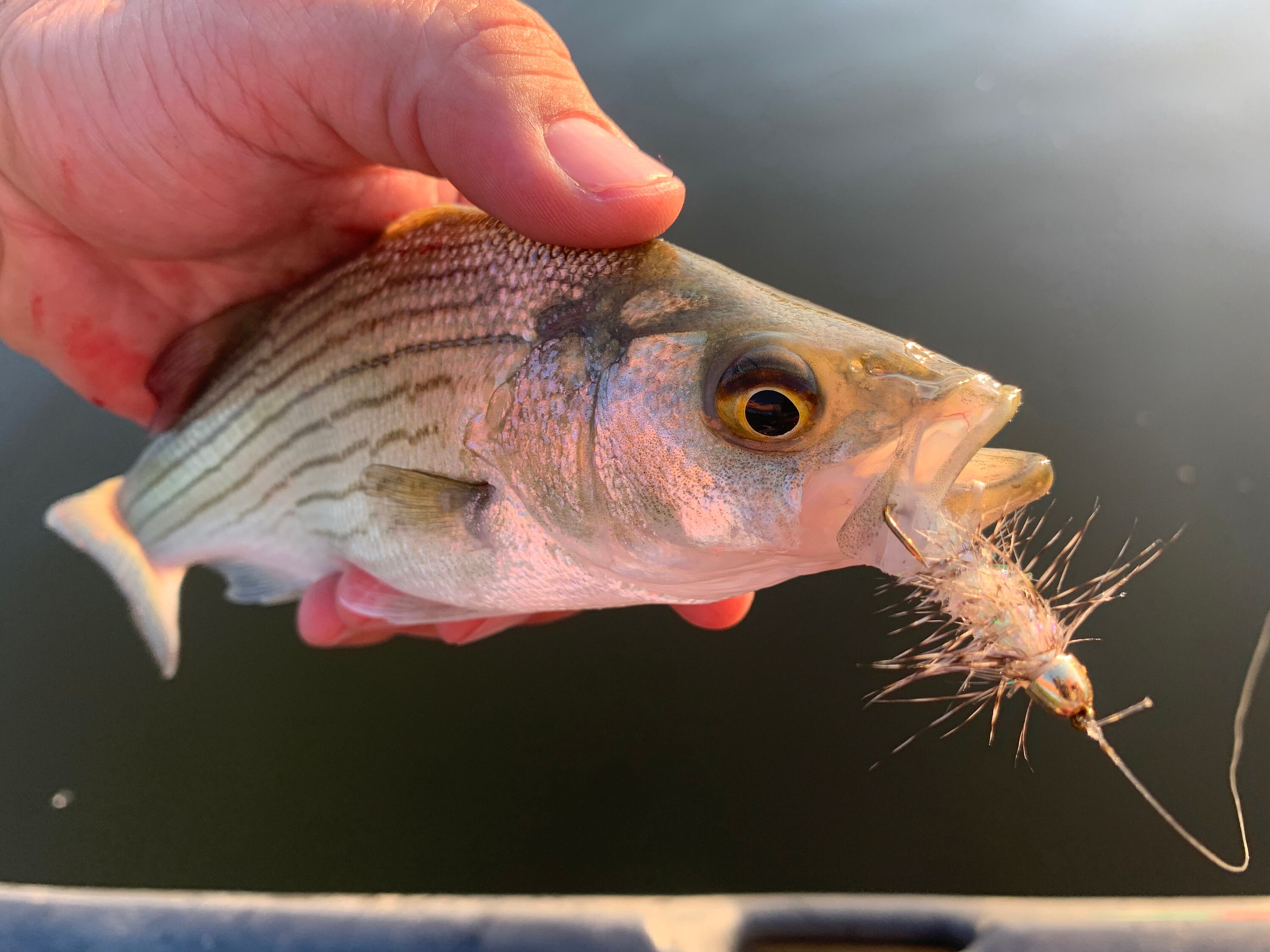 All White Cone Head Wooly Bugger, Streamer - Etsy