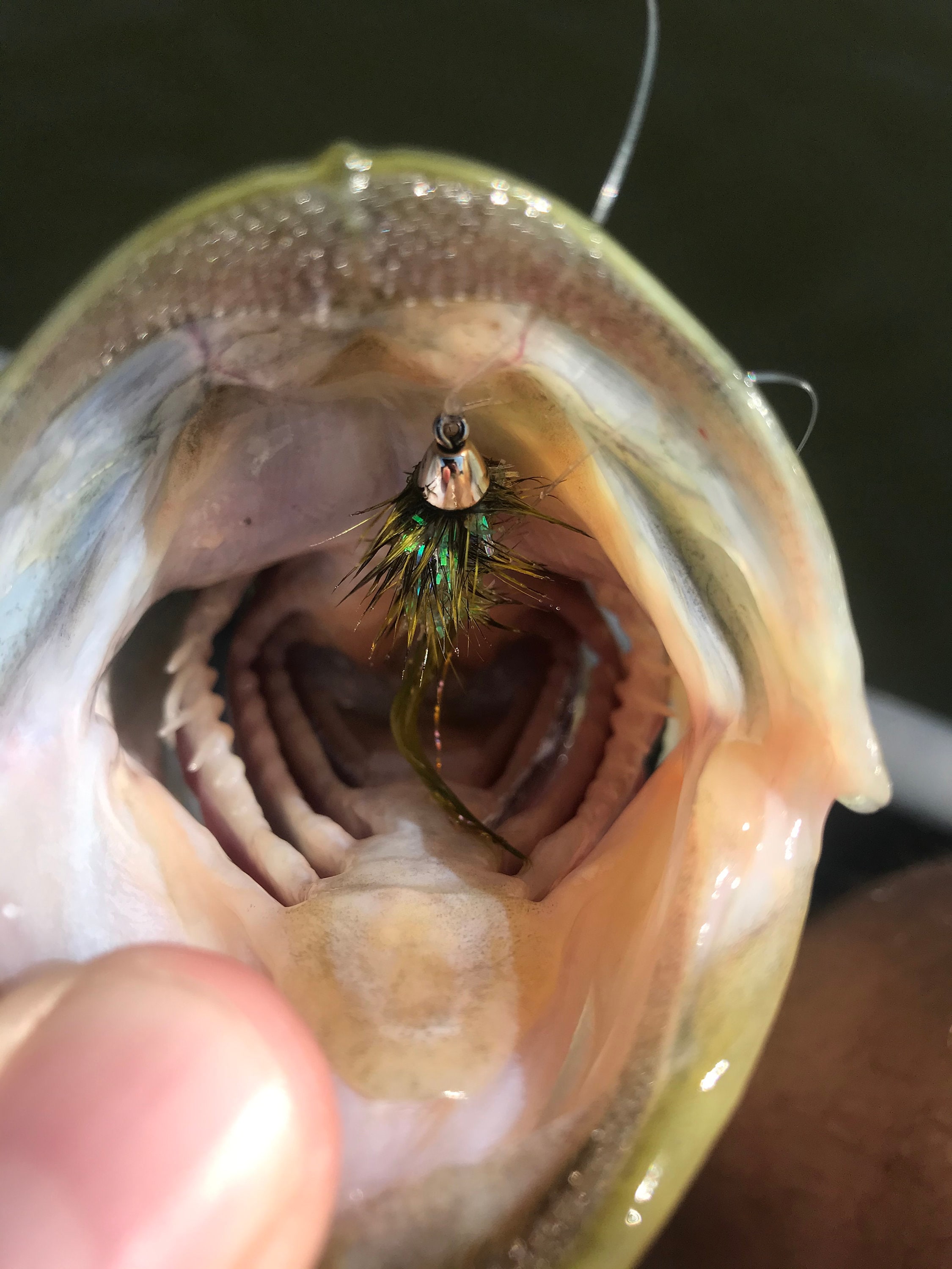 White Body Cone Head Wooly Bugger, Streamer - Etsy