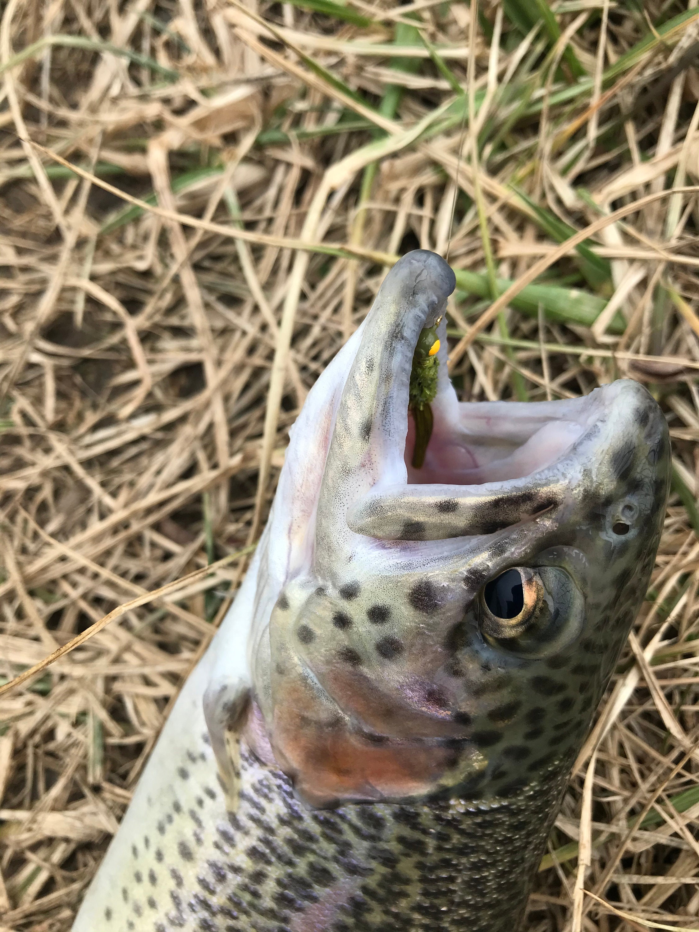 3 Pack of John Deere Mini Jigs, Fishing Jig, Fly Fishing Fly, Bluegill ...