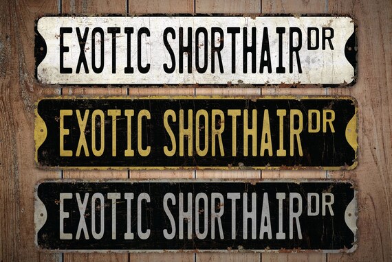 Exotic Shorthair Exotic Cat Sign Shorthair Cat Sign Cat - Etsy