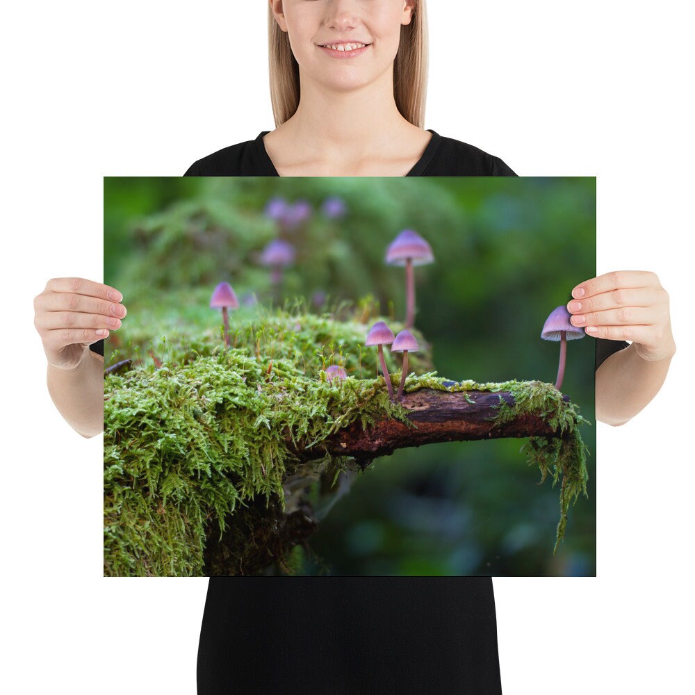 Mushrooms Poster Poster Print Poster Art Poster Art Print - Etsy UK