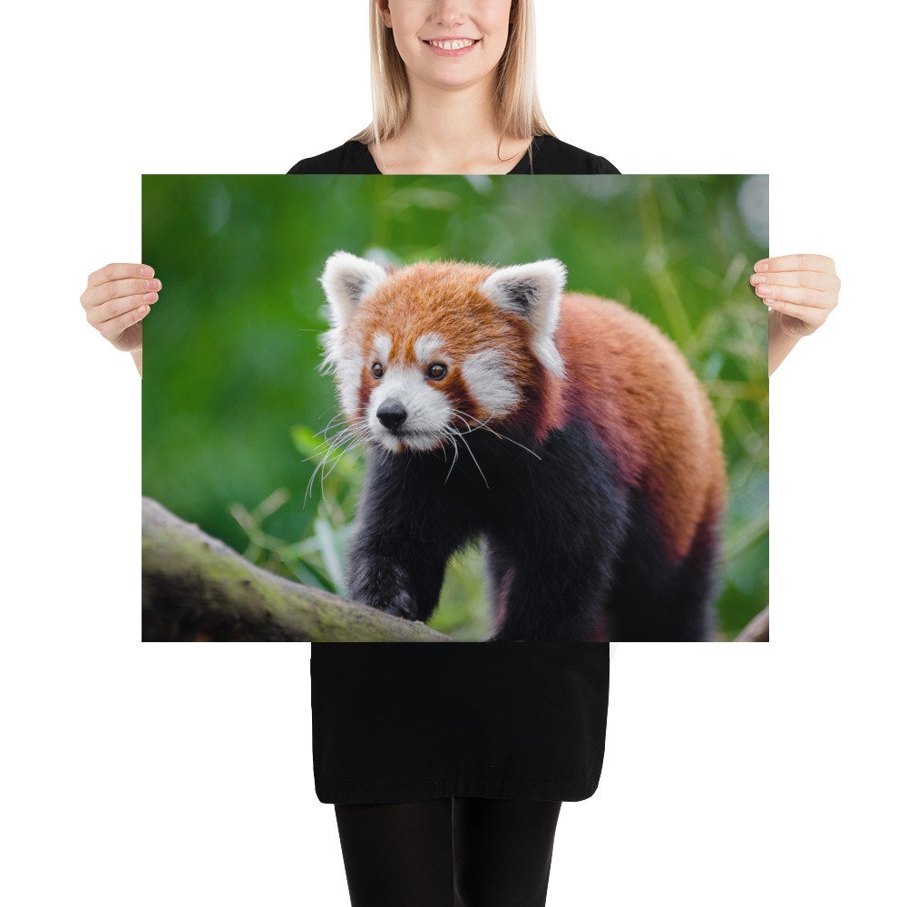 Poster Panda, Poster Print, Panda Poster, Red Panda, Nature Poster ...