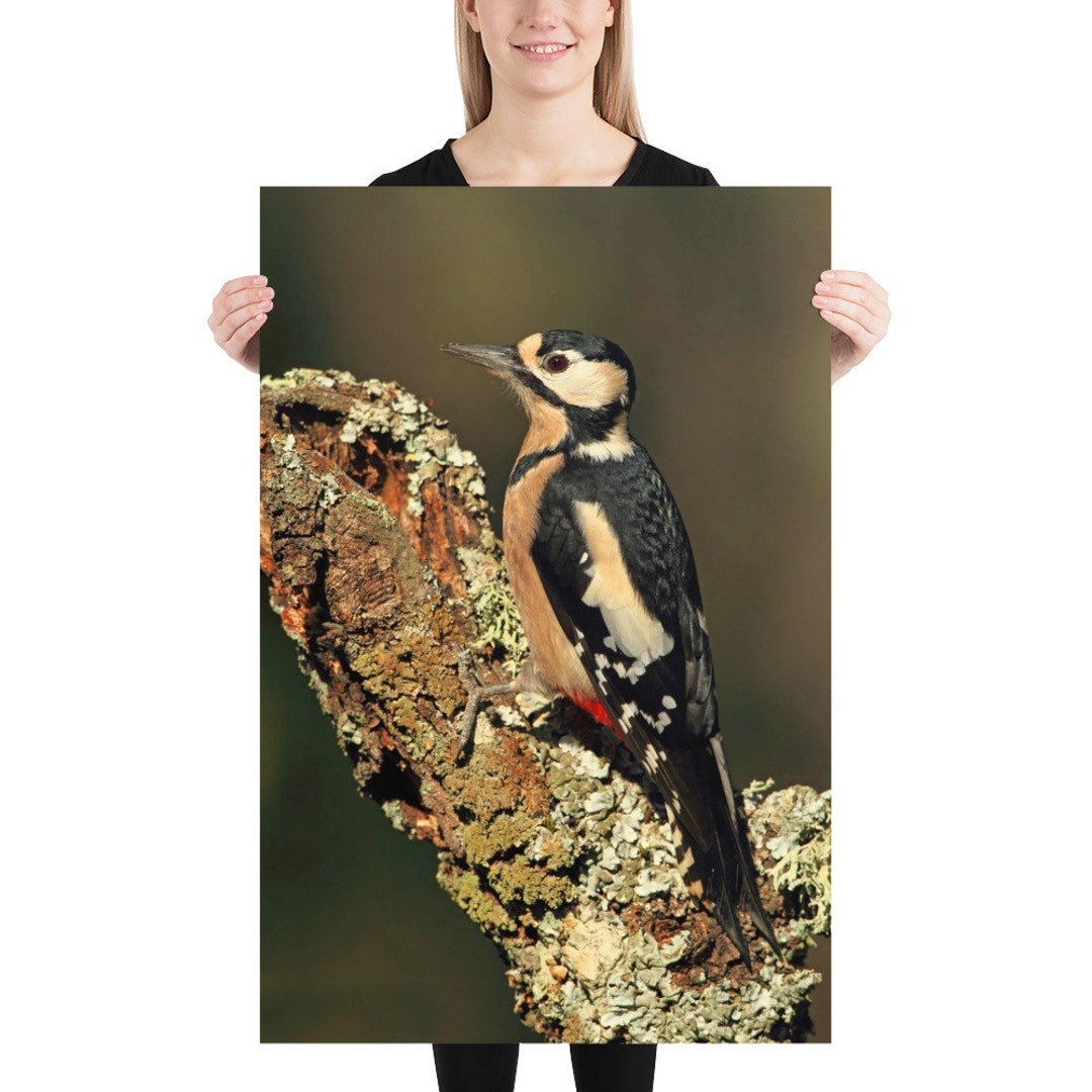 Woodpecker, Woodpecker Art, Woodpecker Poster, Wilderness, Wild Animal ...