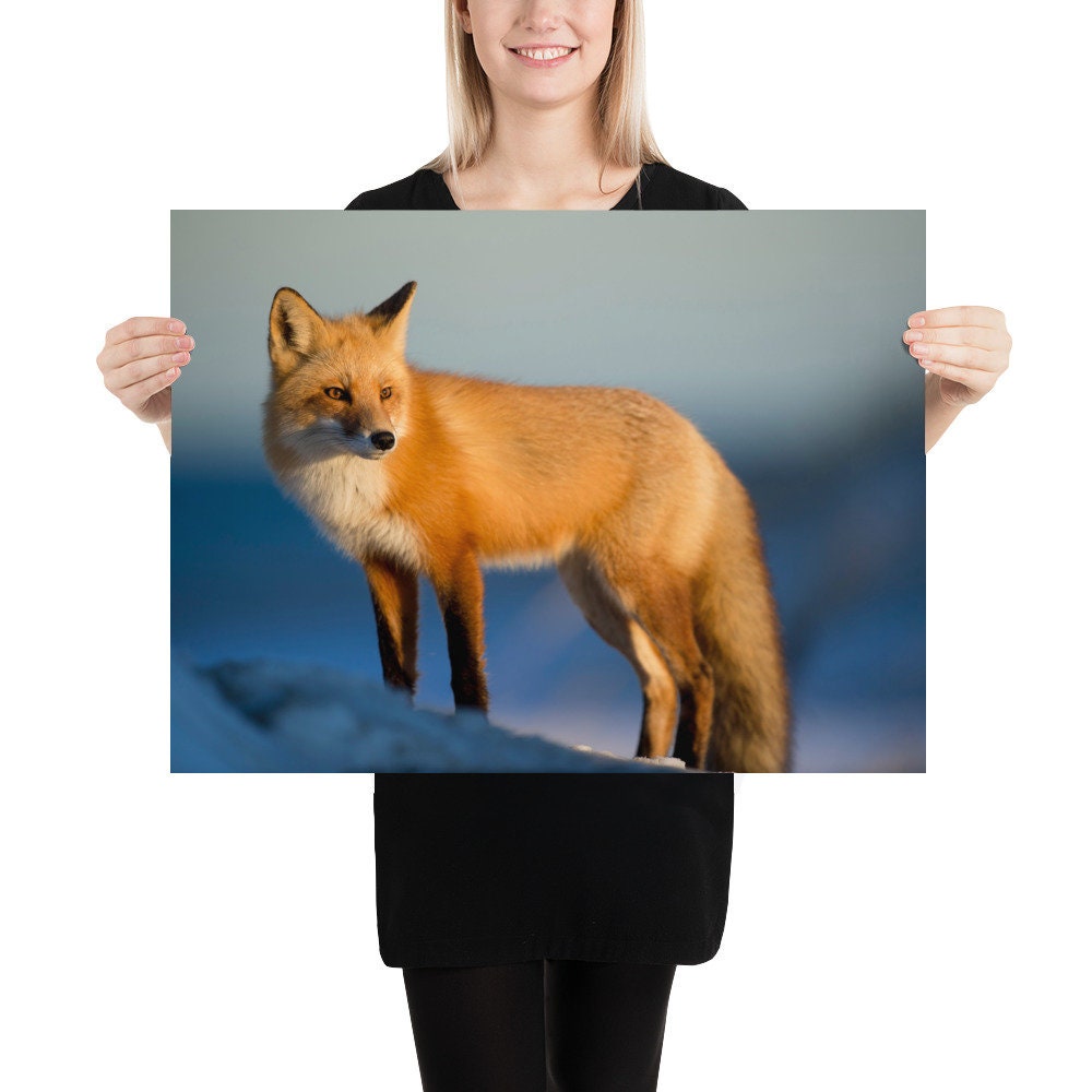 Poster Fox Fox Poster Animal Poster Poster Print Poster - Etsy