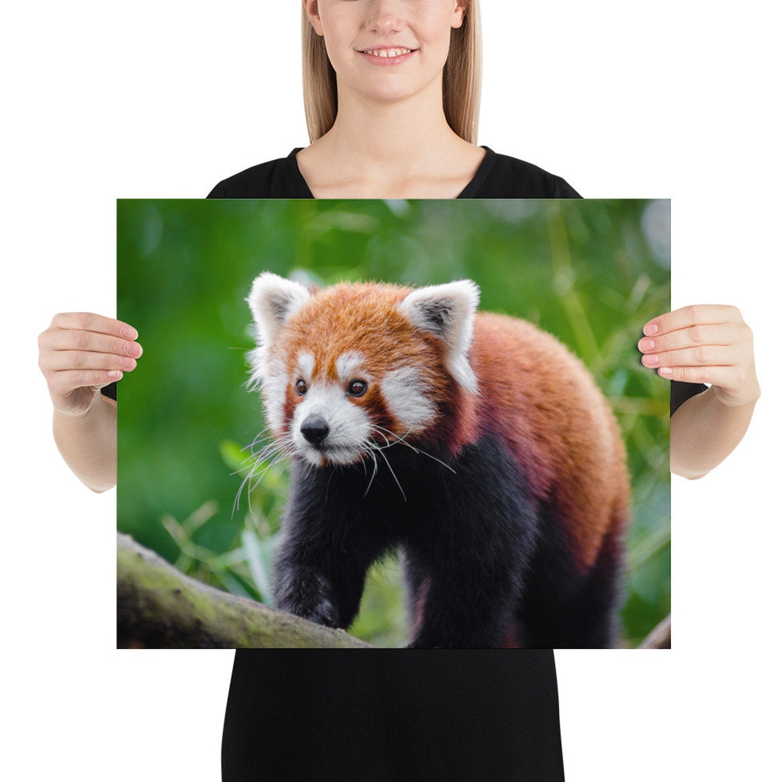Poster Panda Poster Print Panda Poster Red Panda Nature - Etsy