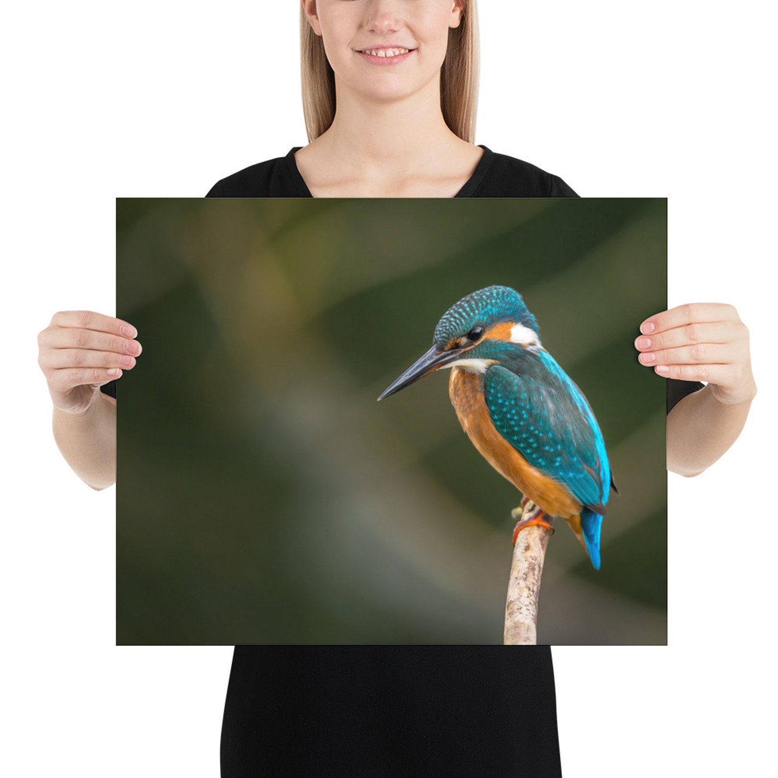 Poster Print, Kingfisher Poster, Poster Kingfisher, Poster Photo ...