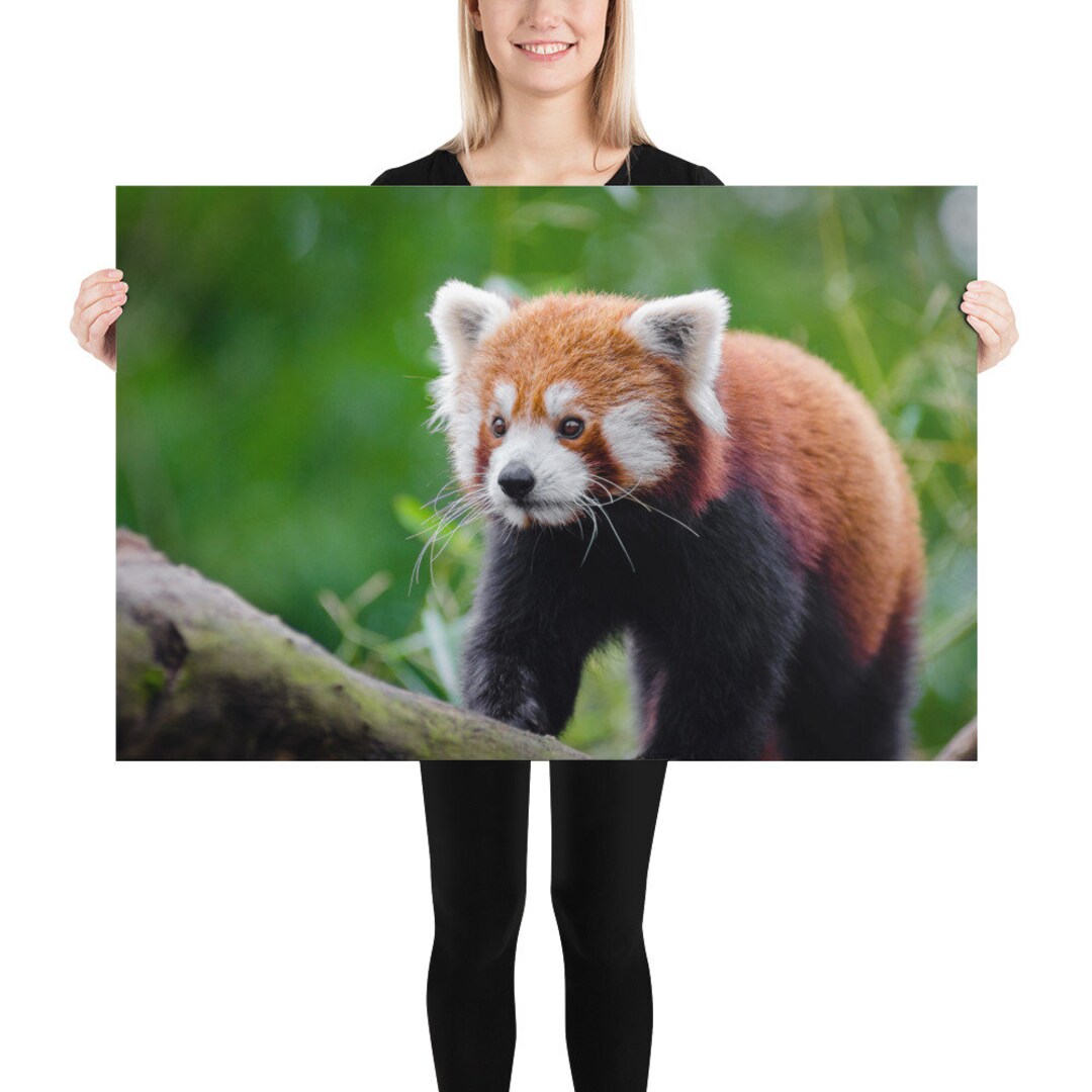 Poster Panda, Poster Print, Panda Poster, Red Panda, Nature Poster ...