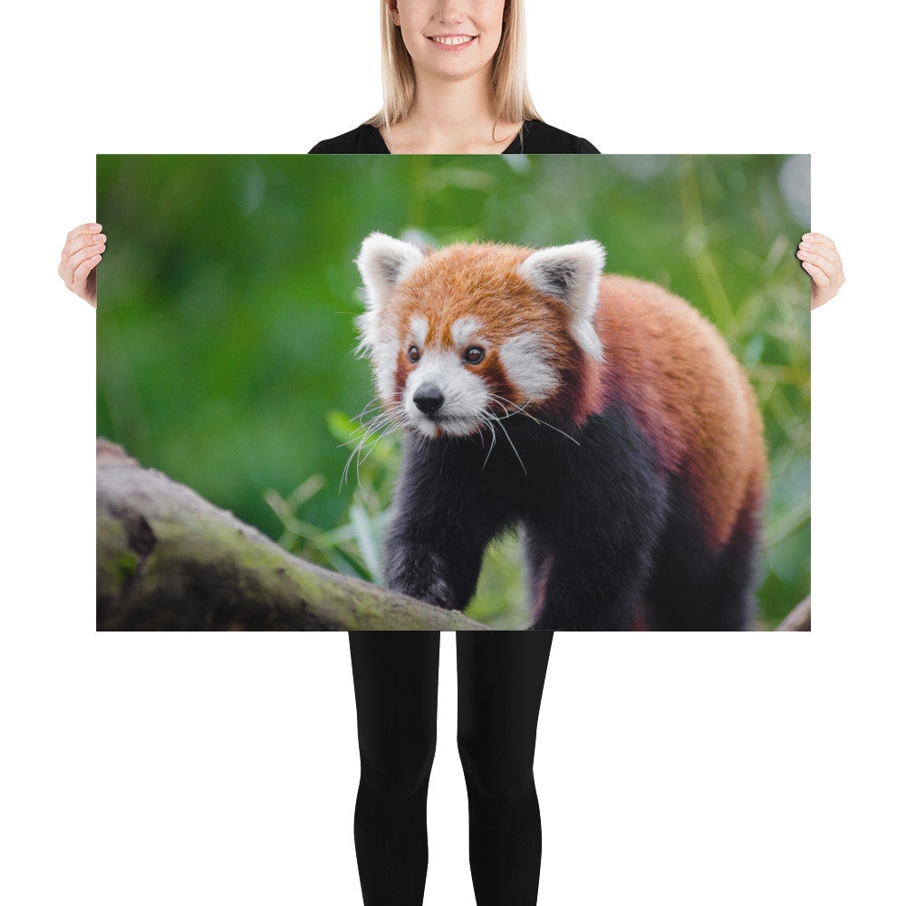 Poster Panda Poster Print Panda Poster Red Panda Nature - Etsy