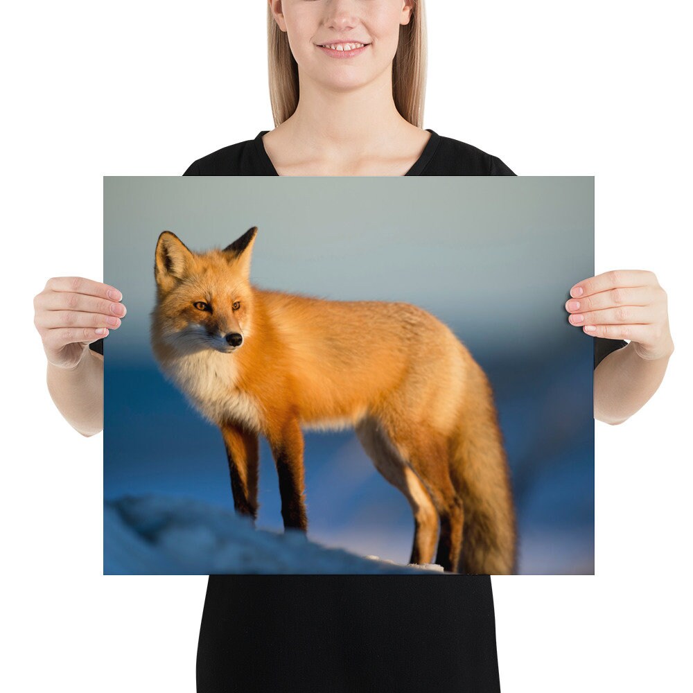 Poster Fox, Fox Poster, Animal Poster, Poster Print, Poster Decor, Wall ...