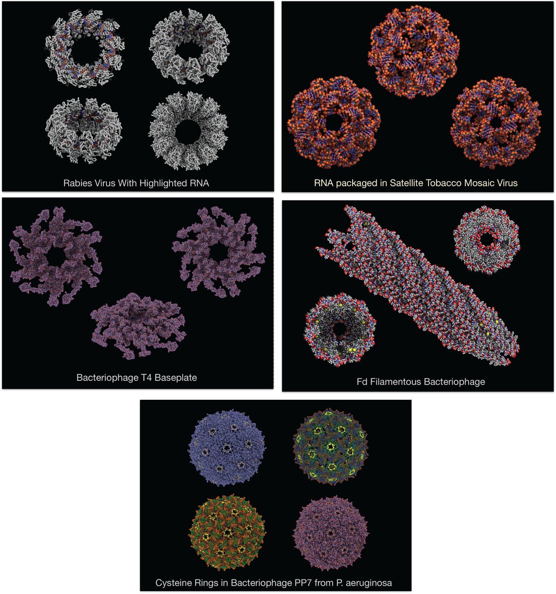 Virus and Phage Postcards - Science Art From Three Bacteriophage ...